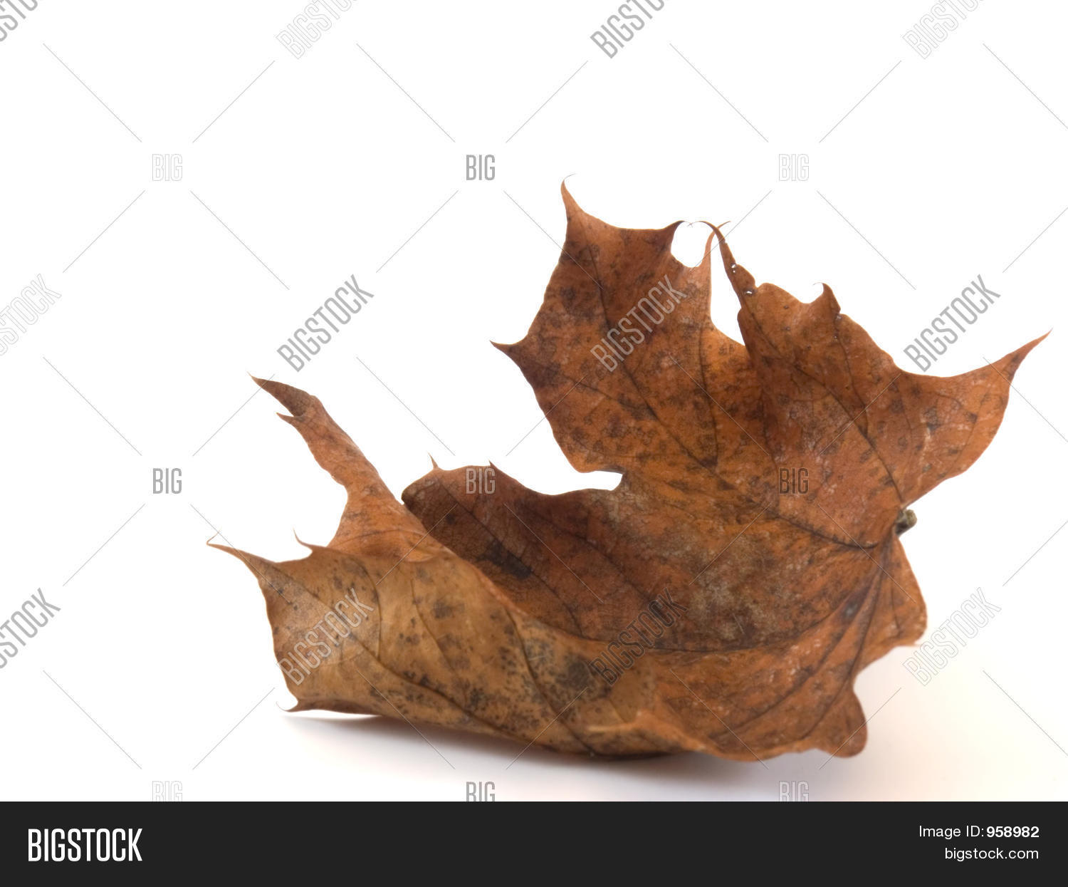 Crumpled Maple Leaf Image & Photo (Free Trial) | Bigstock