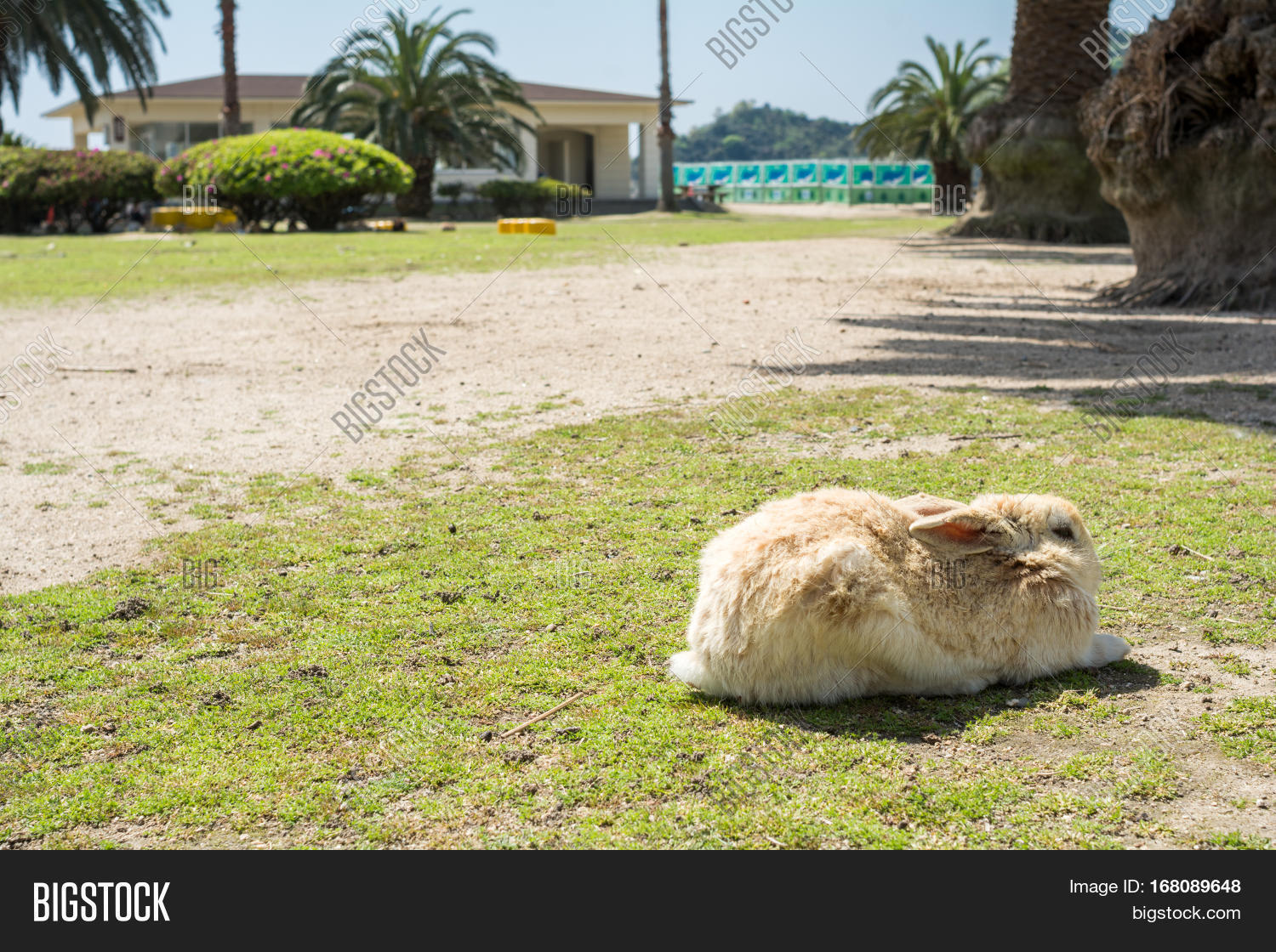 Crouched Rabbit On Image & Photo (Free Trial) | Bigstock
