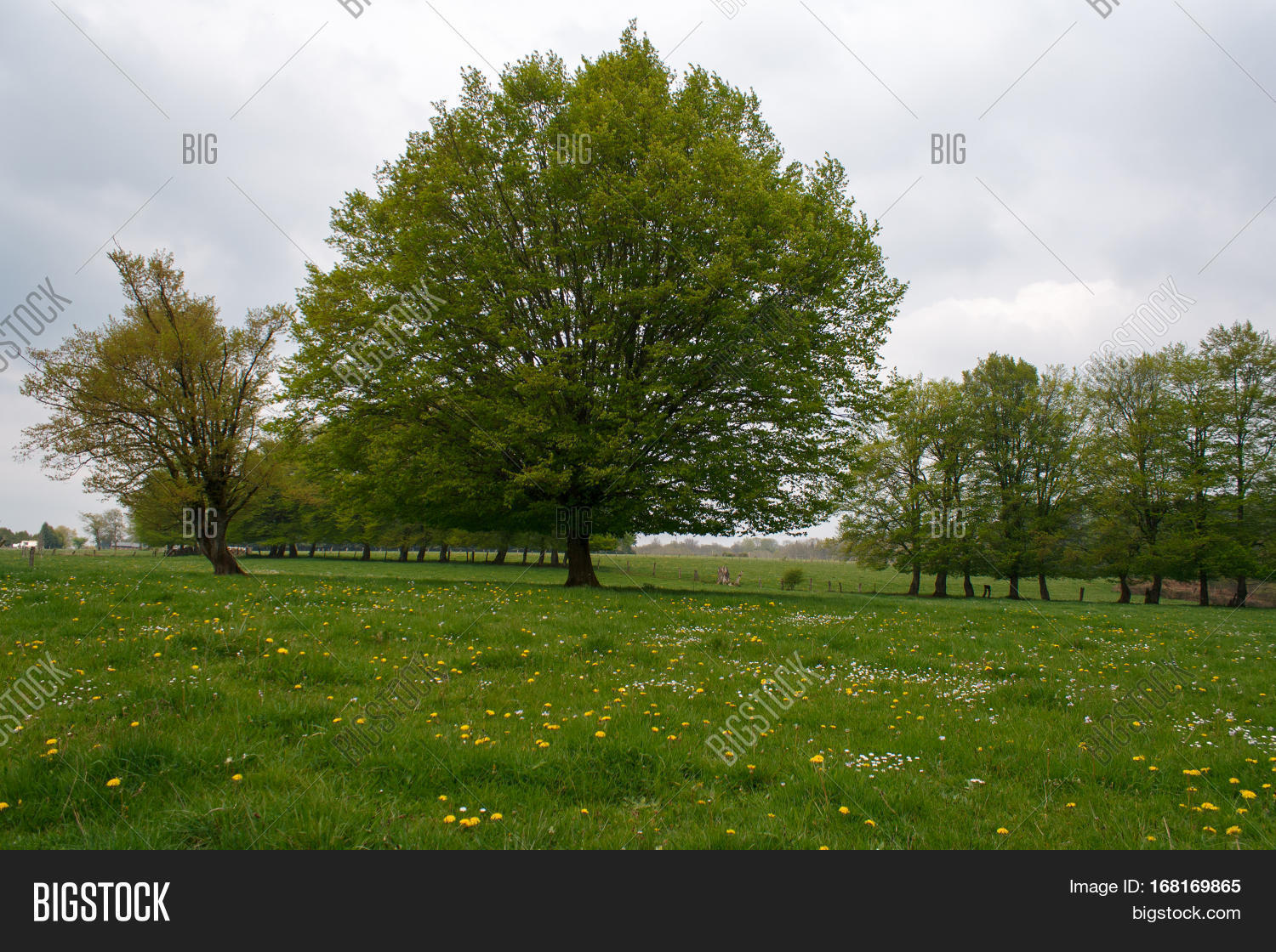 One Green Tree Meadow Image & Photo (Free Trial) | Bigstock