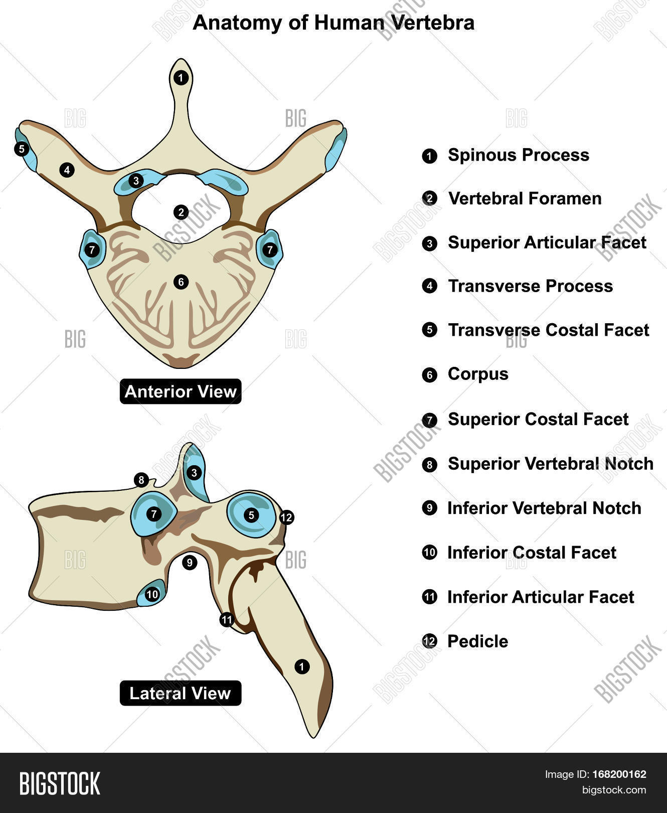 Vertebra Vertebral Image & Photo (Free Trial) | Bigstock