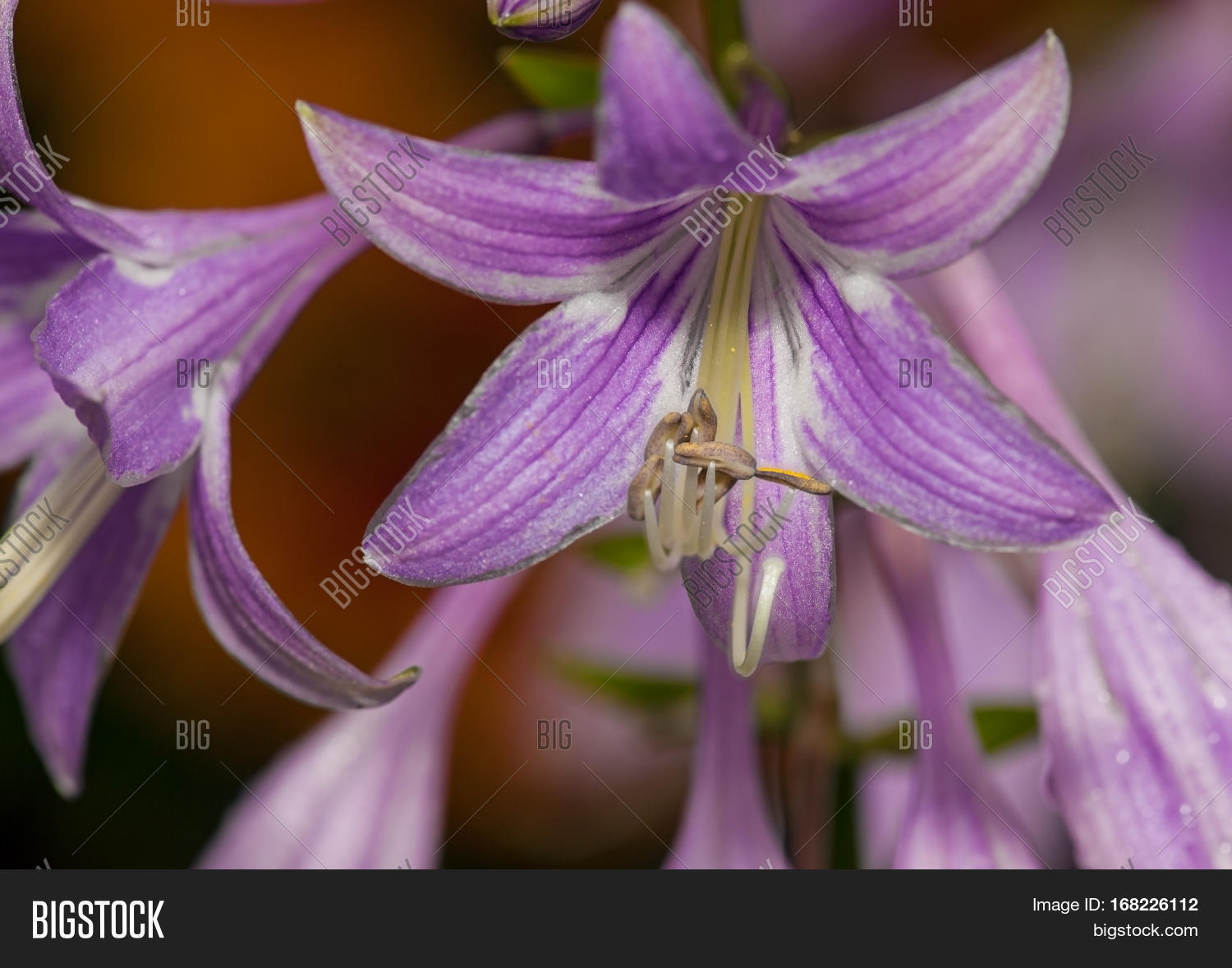Pink Flower Hosta Image & Photo (Free Trial) | Bigstock