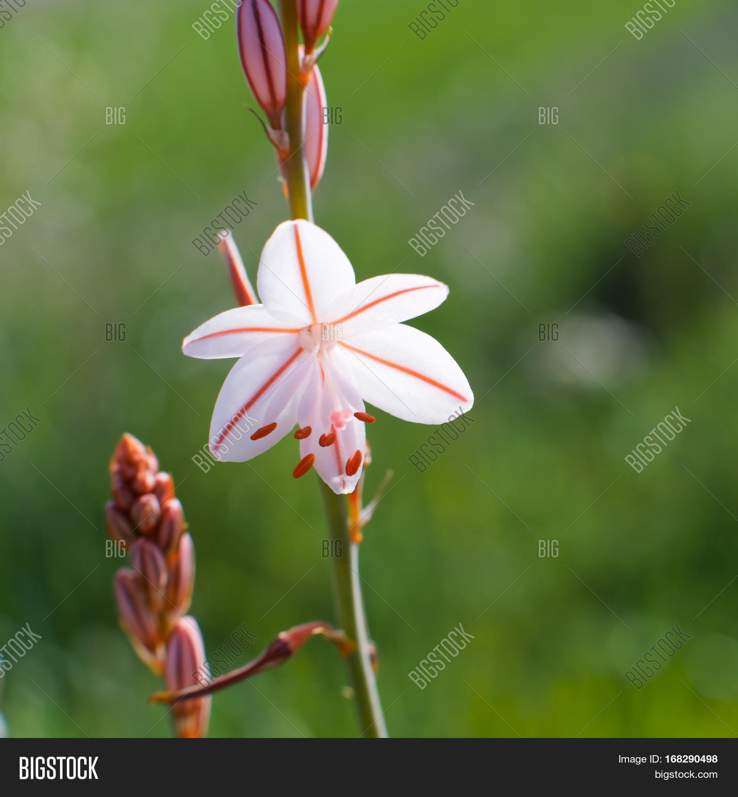 Wild Flower Close Image & Photo (Free Trial) | Bigstock