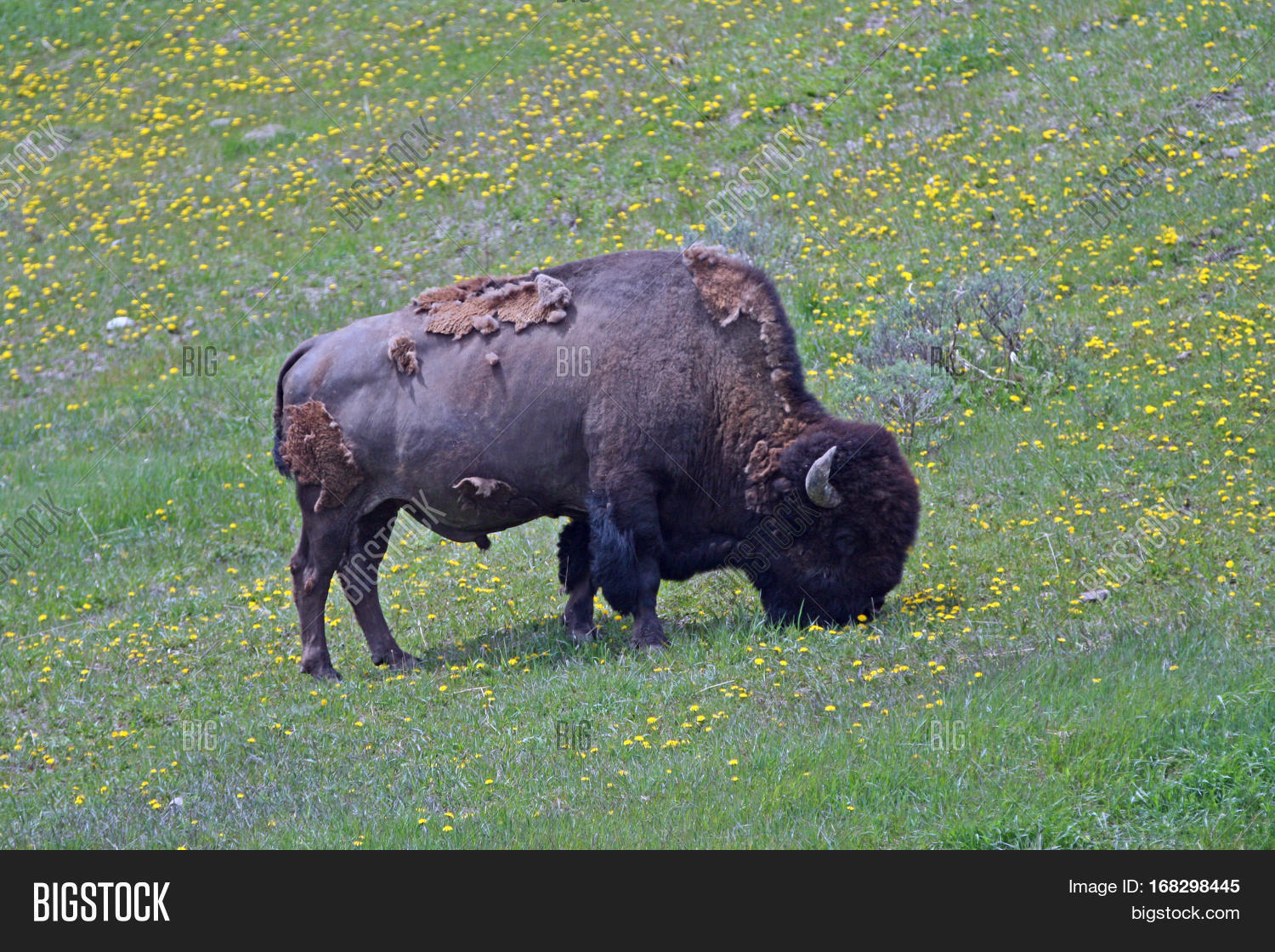 Bison Buffalo Bull Image & Photo (Free Trial) | Bigstock