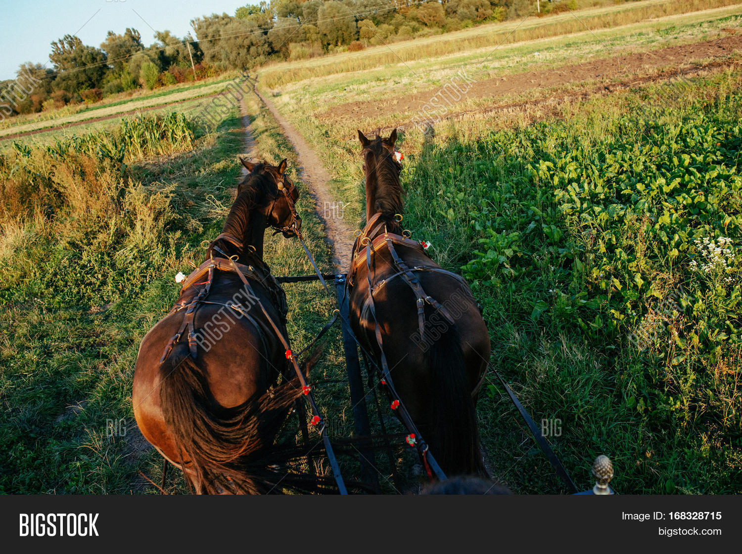 Portrait Pair Draught Image & Photo (Free Trial) | Bigstock