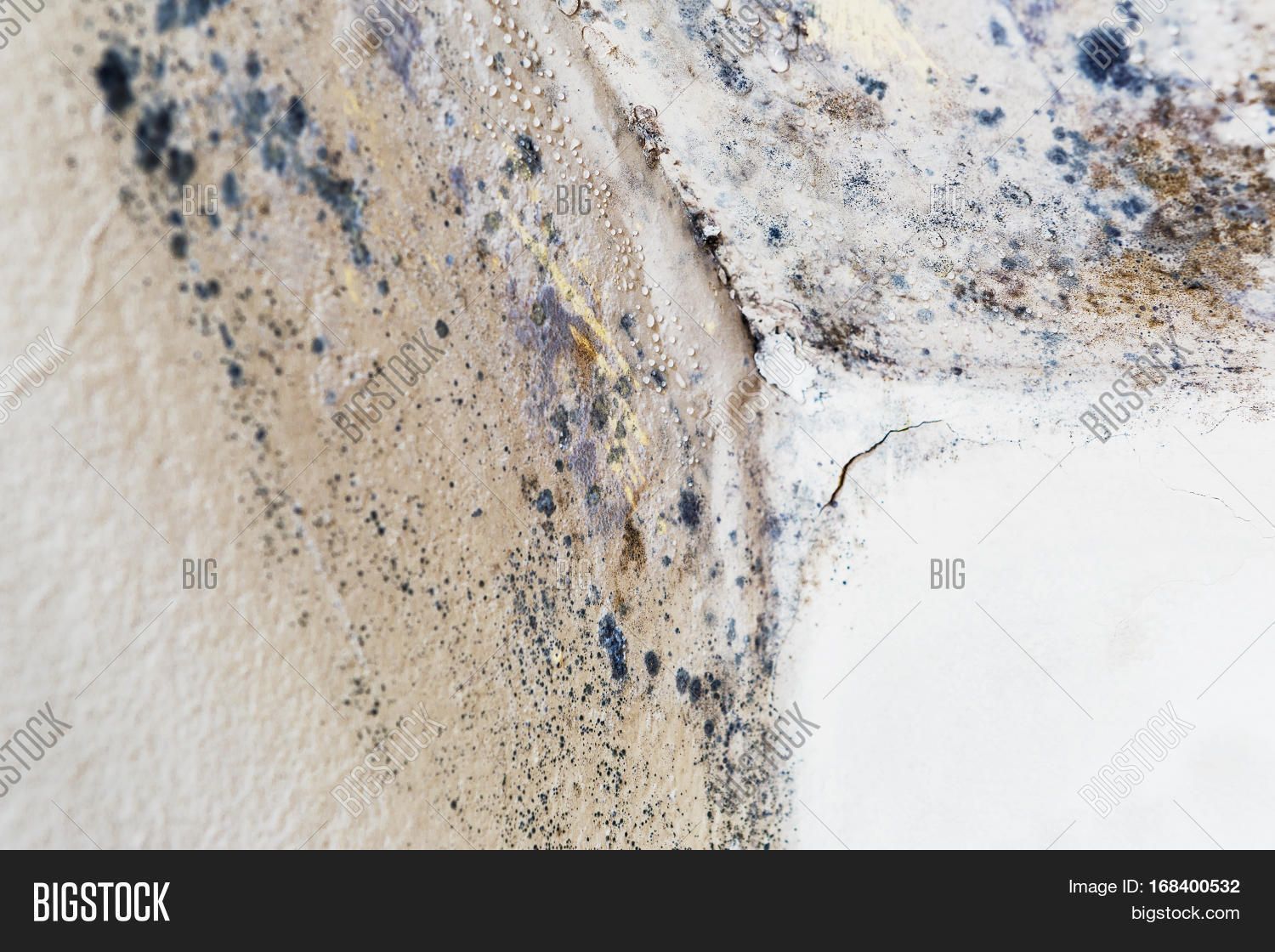 Damage Caused By Damp Image & Photo (Free Trial) | Bigstock