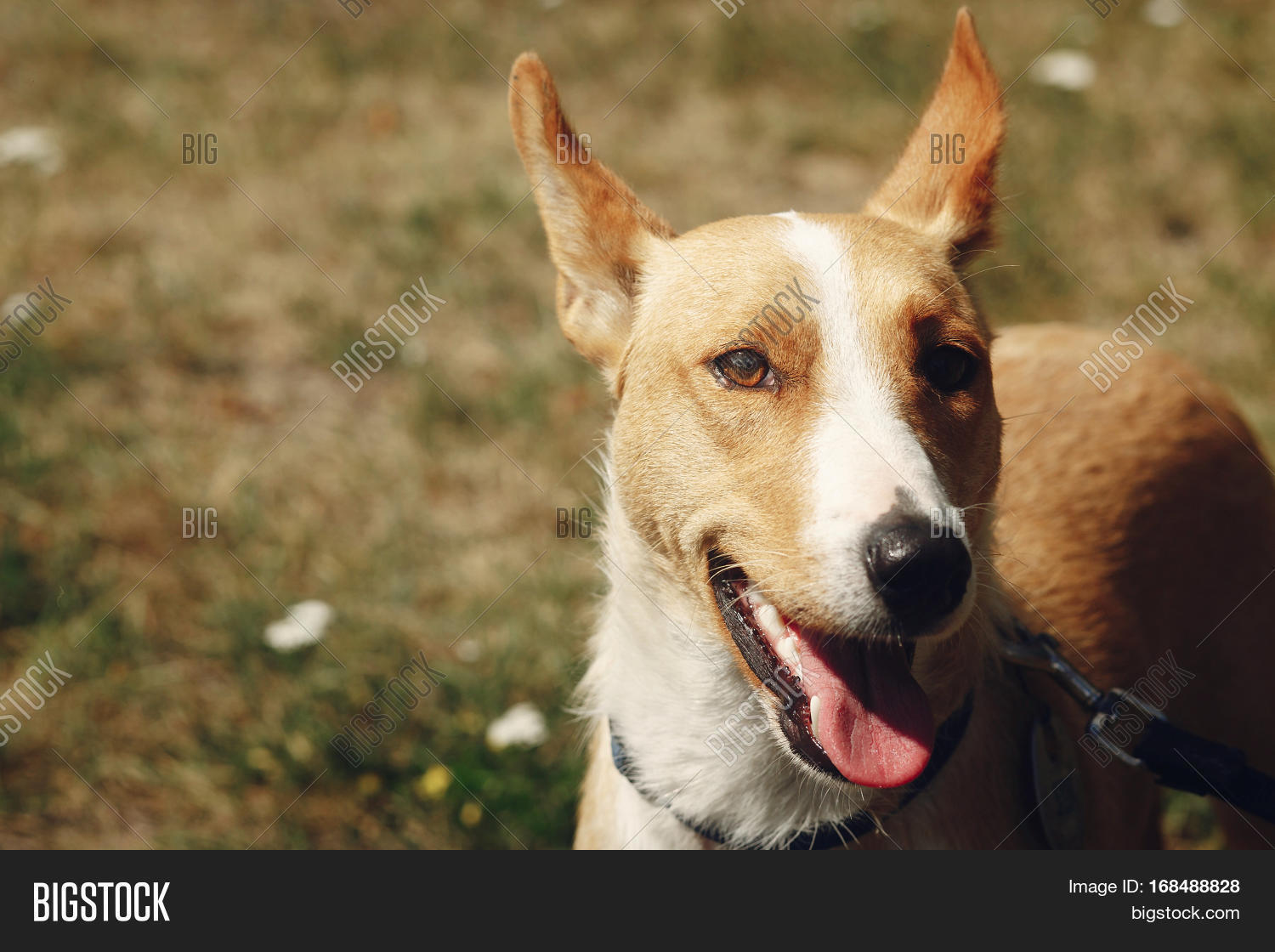 Big Yellow Dog Face Image & Photo (Free Trial) | Bigstock