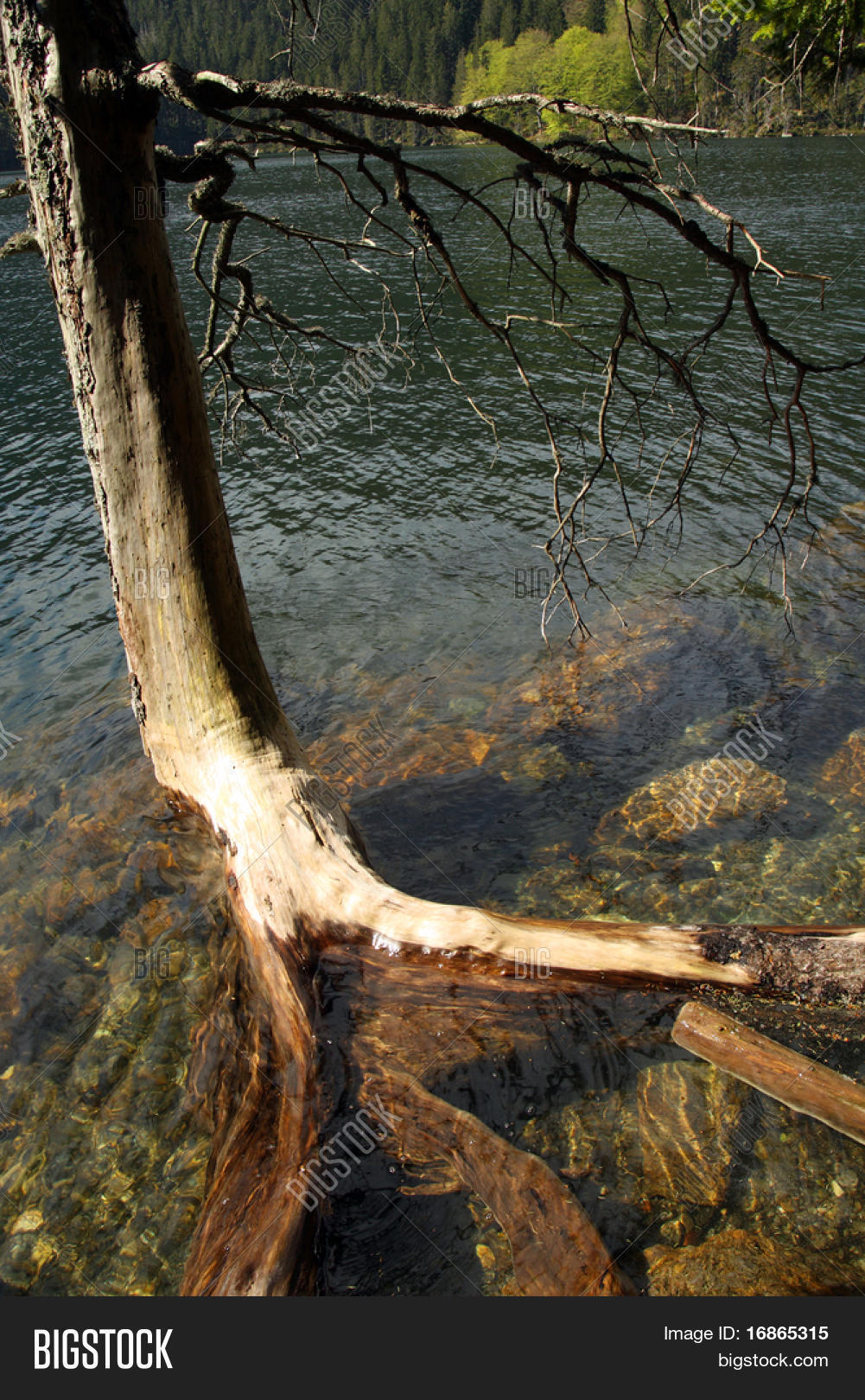 Deadly Tree Black Lake Image & Photo (Free Trial) | Bigstock