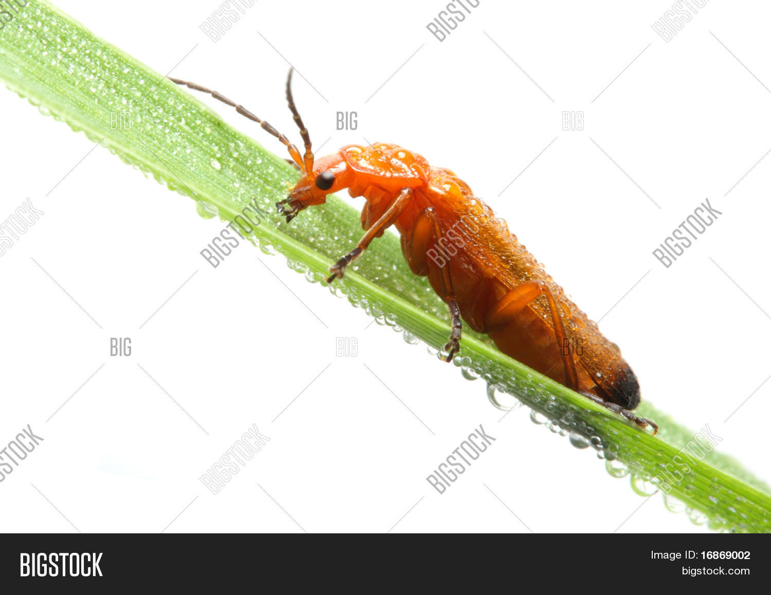 Beetle On Wet Leaf - Image & Photo (Free Trial) | Bigstock