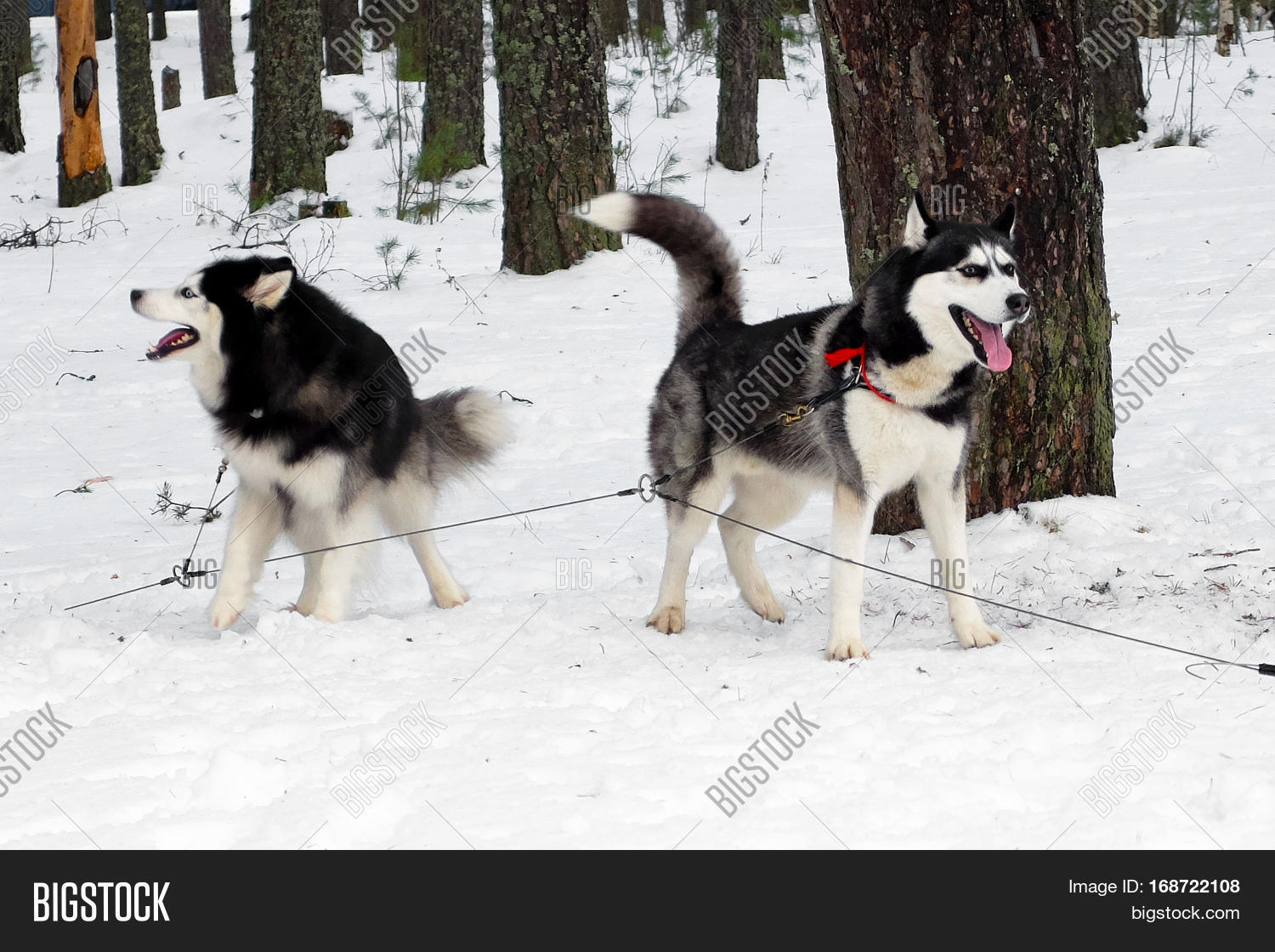 Working Husky Malamute Image & Photo (Free Trial) | Bigstock