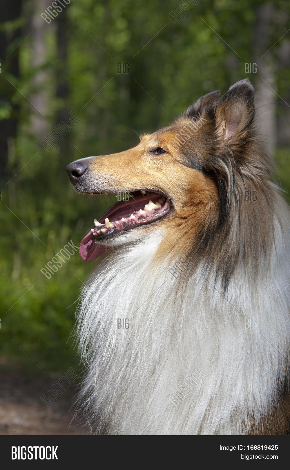 Rough Collie Image & Photo (Free Trial) | Bigstock