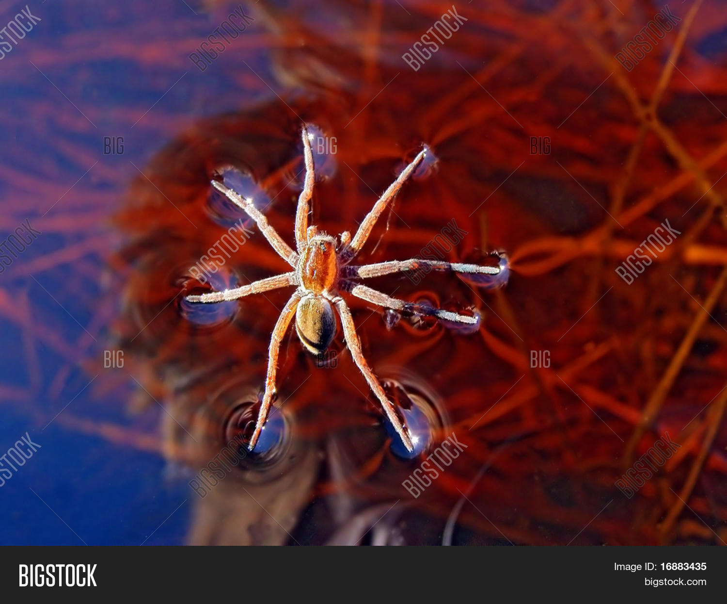 Water Spider Image & Photo (Free Trial) | Bigstock