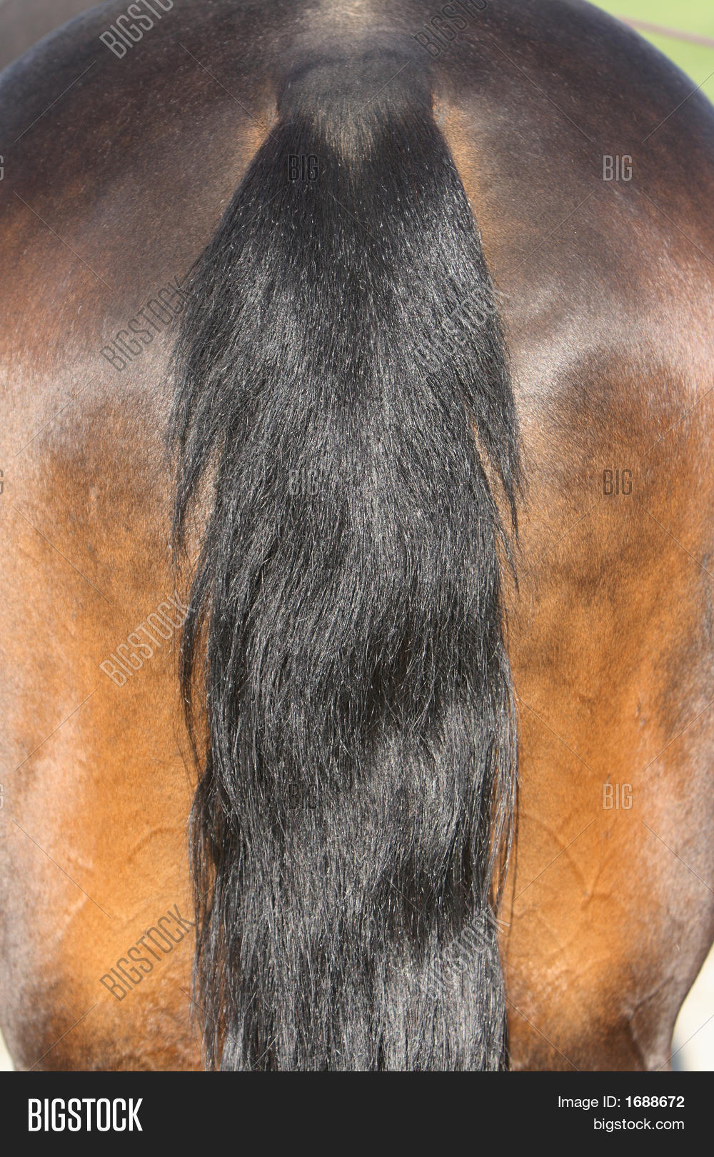 Horse Tail Animal