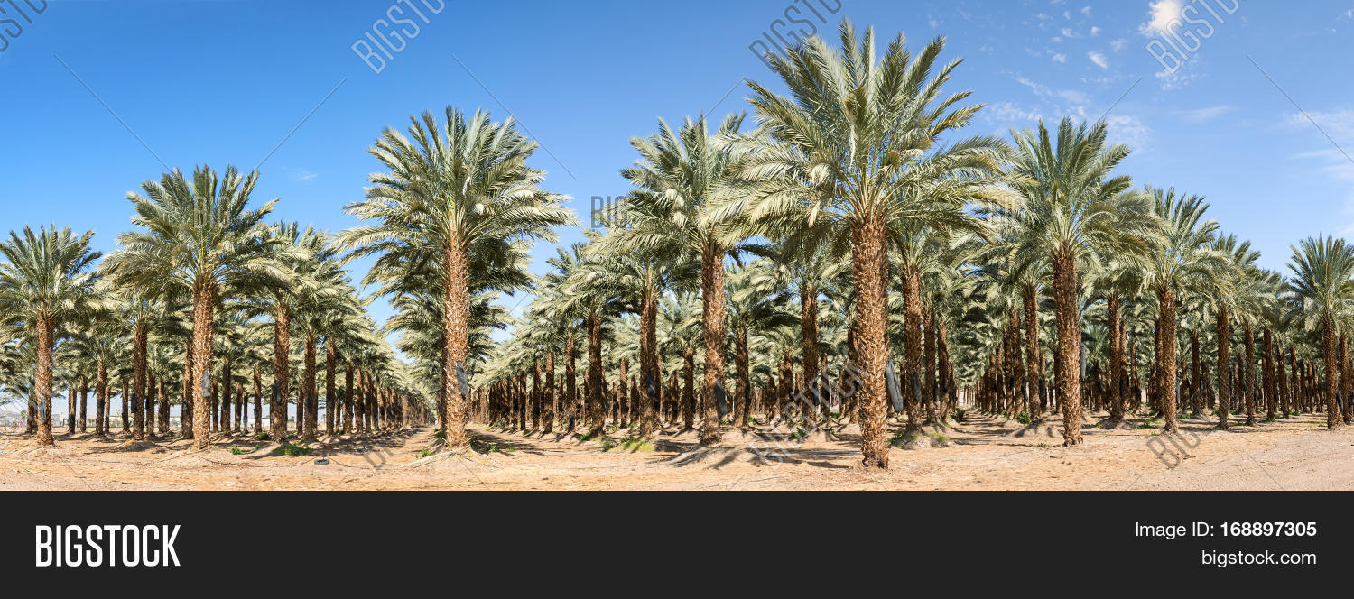 Date Palms Have Image & Photo (Free Trial) | Bigstock