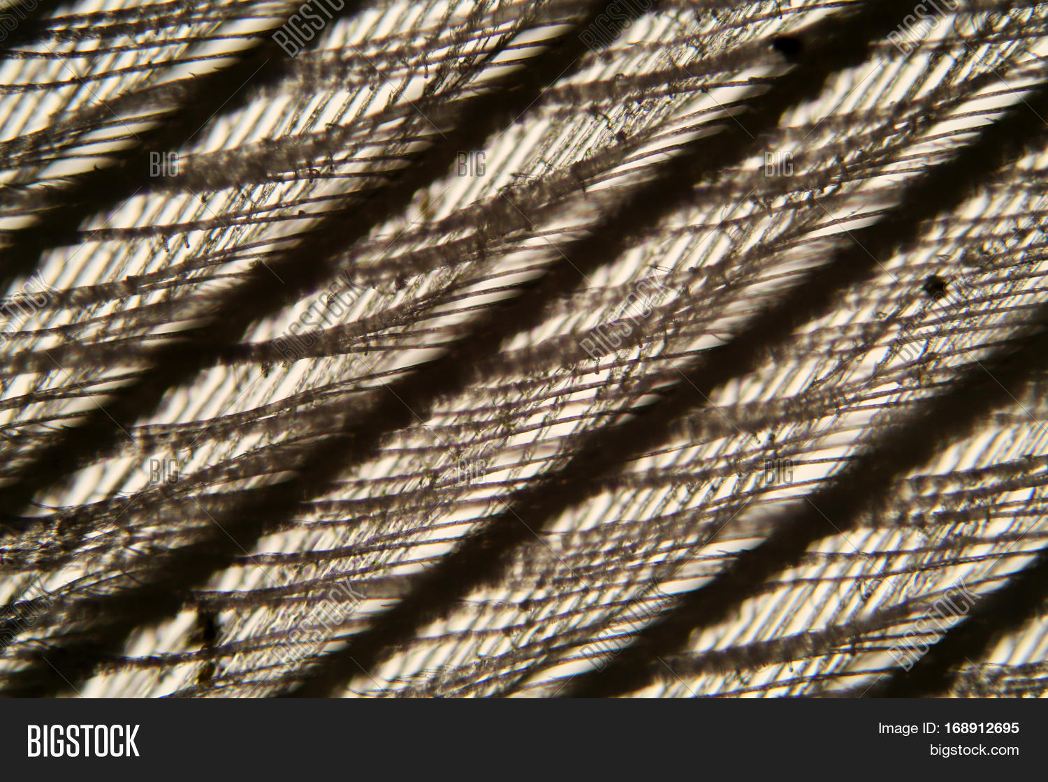 White Duck Goose Image & Photo (Free Trial) | Bigstock