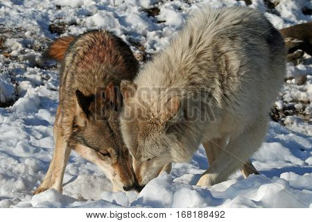 Alpha Wolf Pair Image & Photo (Free Trial) | Bigstock
