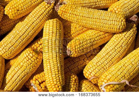 Corn On Cobs Closeup. Image & Photo (Free Trial) | Bigstock