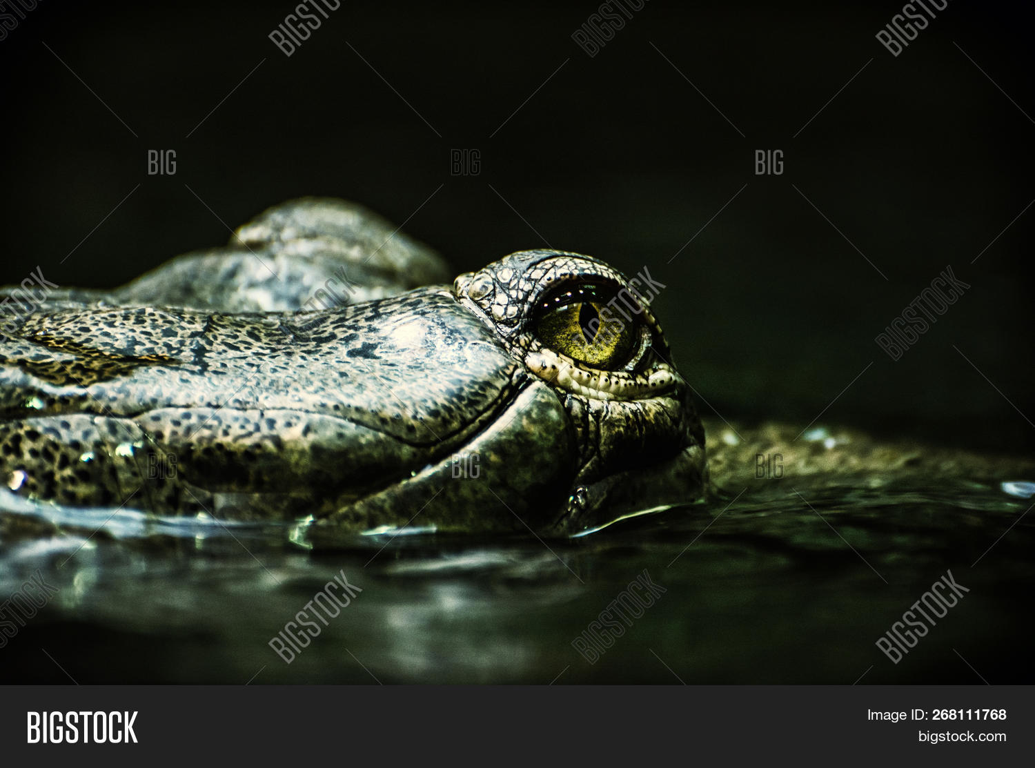 Eye Gharial - Gavialis Image & Photo (Free Trial) | Bigstock