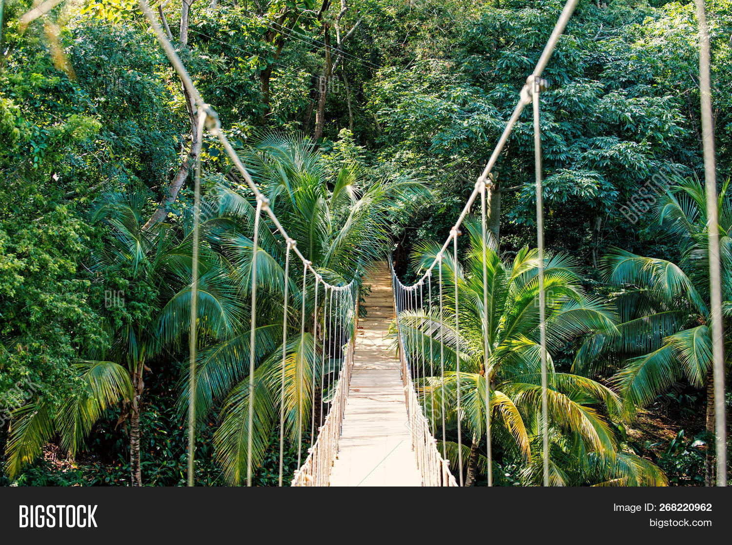 Jungle Rope Bridge Image & Photo (Free Trial) | Bigstock