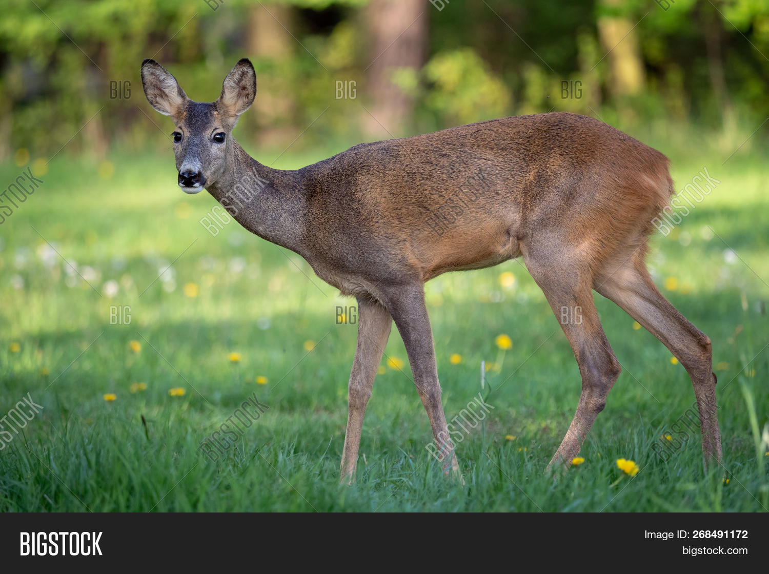Imagen y foto Roe Deer Grass, (prueba gratis) | Bigstock