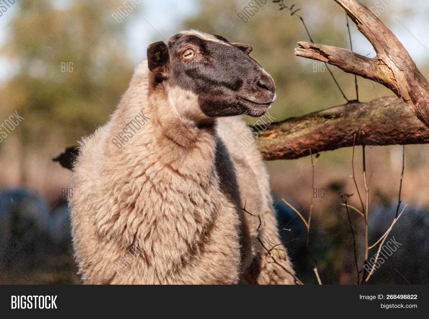 Herd Haether Sheep Image & Photo (Free Trial) | Bigstock