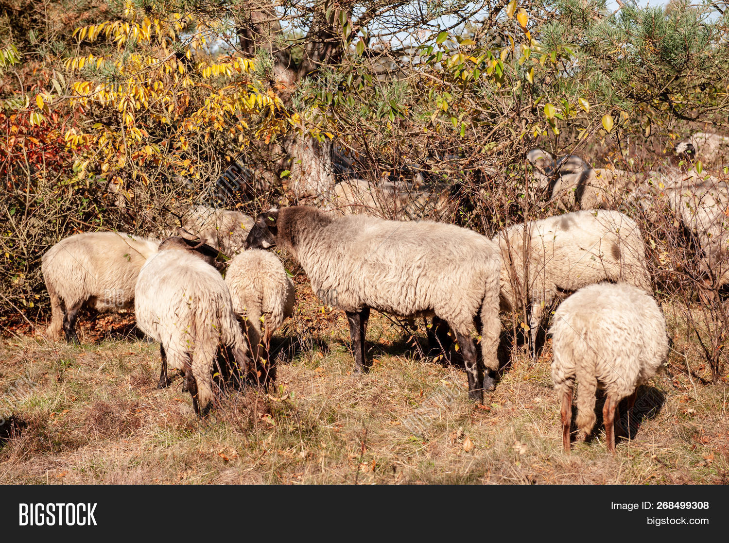 Herd Haether Sheep Image & Photo (Free Trial) | Bigstock