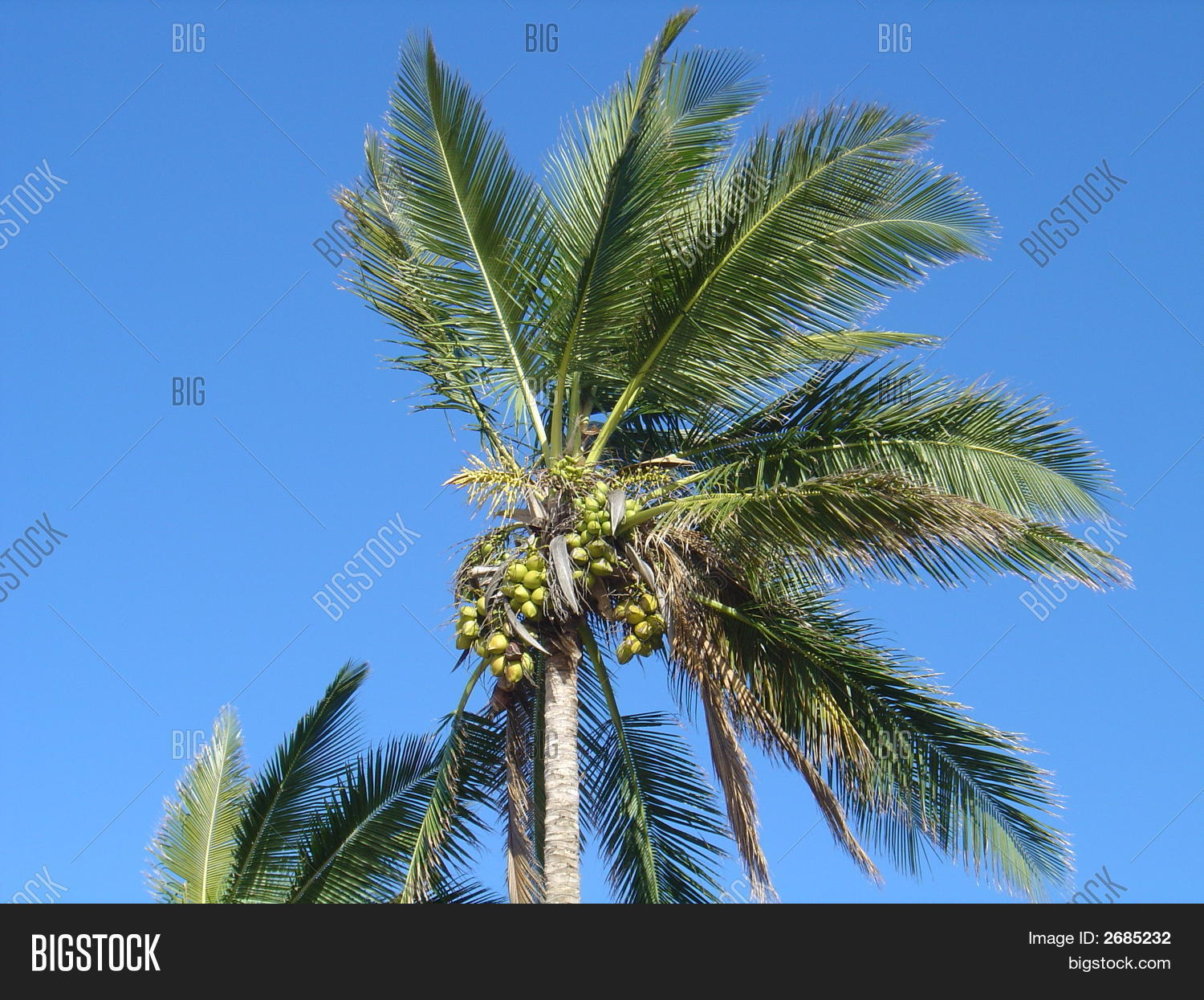 Dattel Palm On Image & Photo (Free Trial) | Bigstock