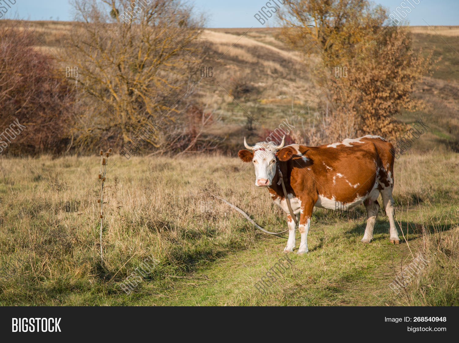 Red Cow Pasture. Image & Photo (Free Trial) | Bigstock