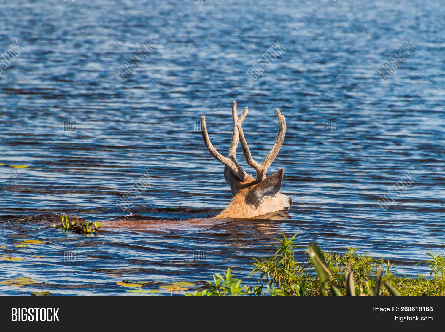 Marsh Deer Blastocerus Image & Photo (Free Trial) | Bigstock