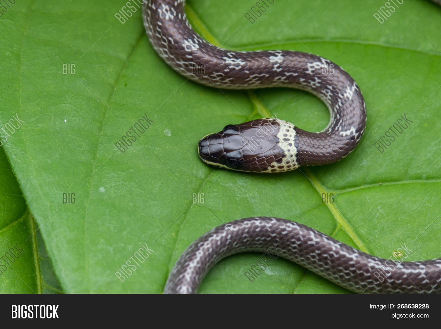 Close- Small Snake On Image & Photo (Free Trial) | Bigstock