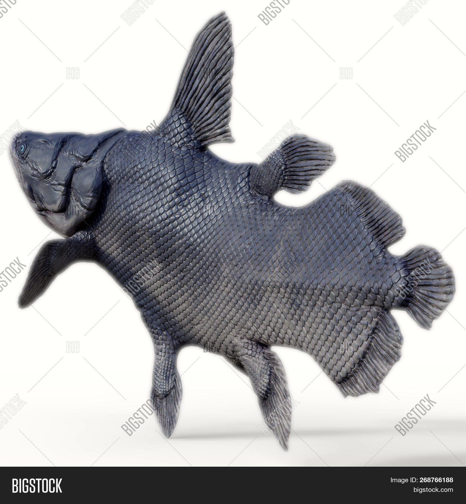 Mawsonia Fish Tail 3d Image & Photo (Free Trial) | Bigstock
