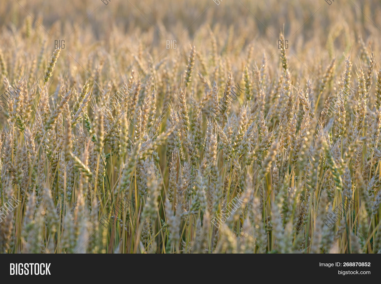Rye Growing On Field Image & Photo (Free Trial) | Bigstock