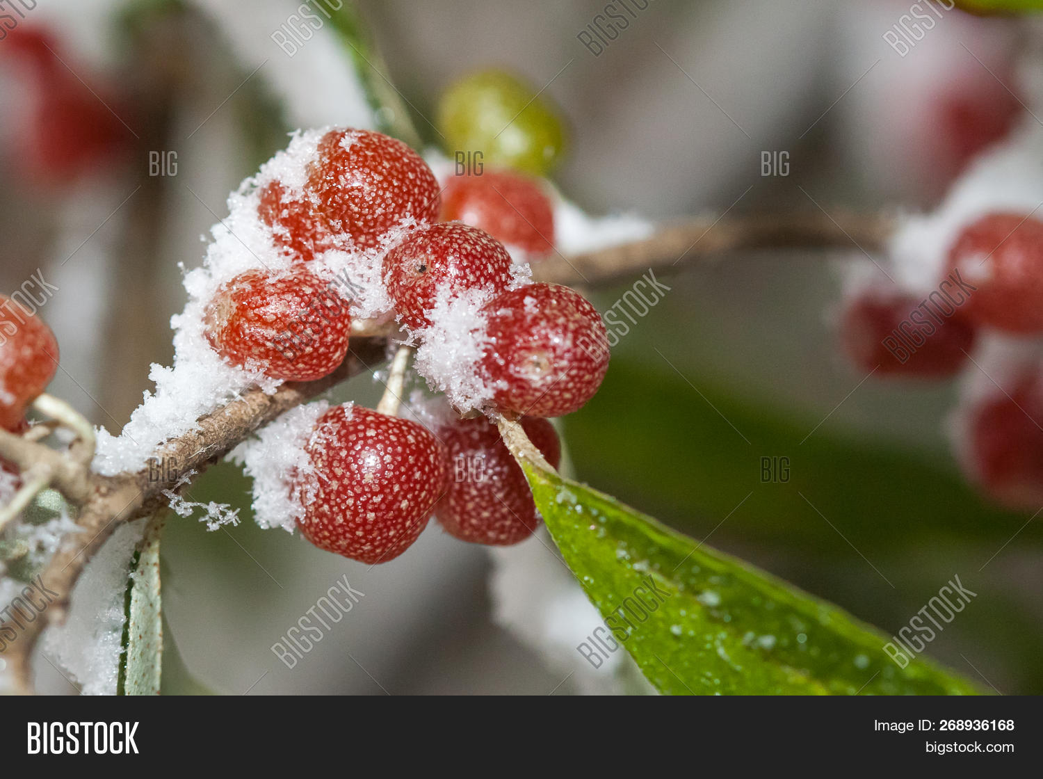 Ripe Autumn Olive Image & Photo (Free Trial) | Bigstock
