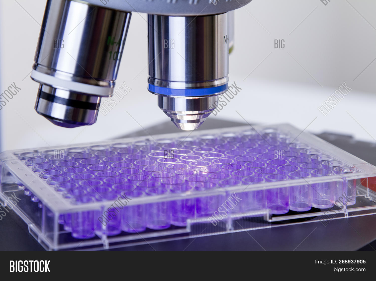 Bacteria Medical Plate Image & Photo (Free Trial) | Bigstock