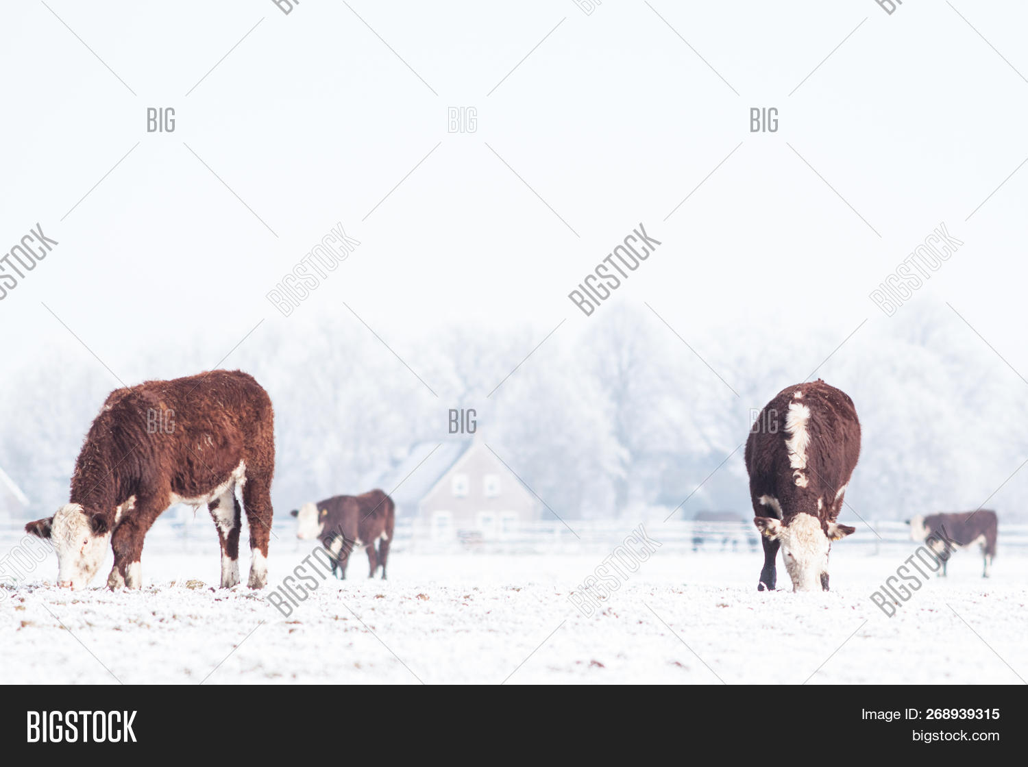 Four Cows Standing On Image & Photo (Free Trial) | Bigstock