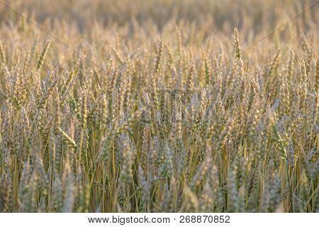 Rye Growing On Field Image & Photo (Free Trial) | Bigstock