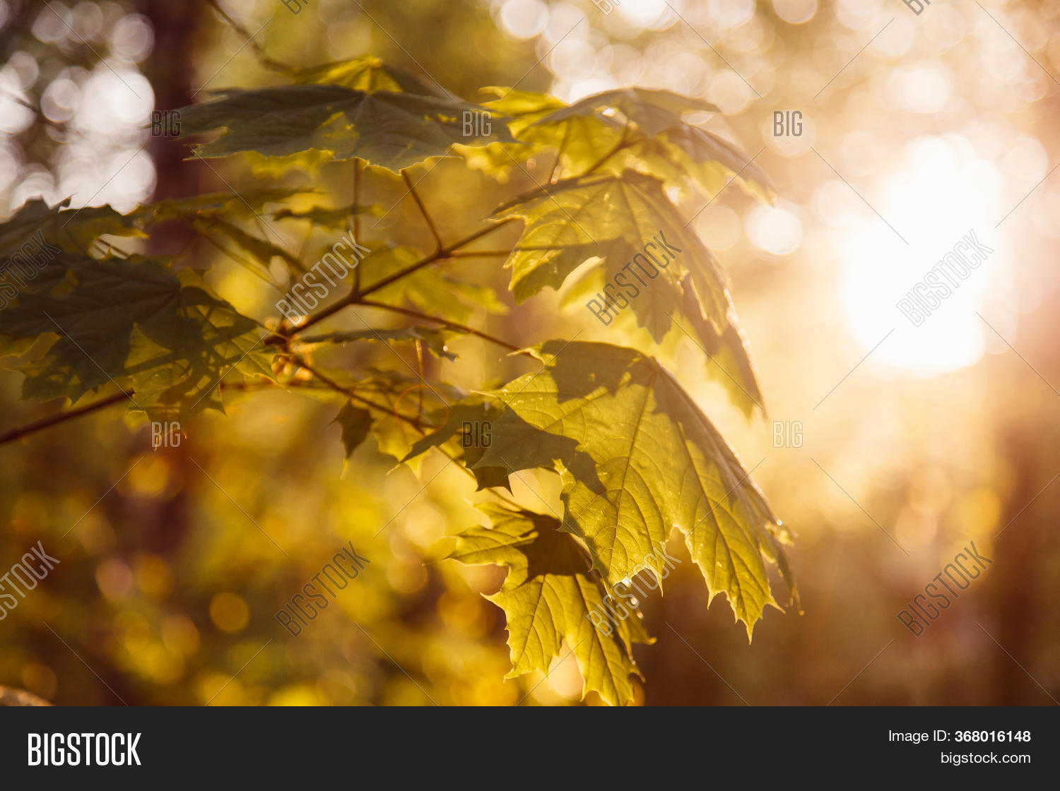 Beautiful Branch Fresh Image & Photo (Free Trial) | Bigstock
