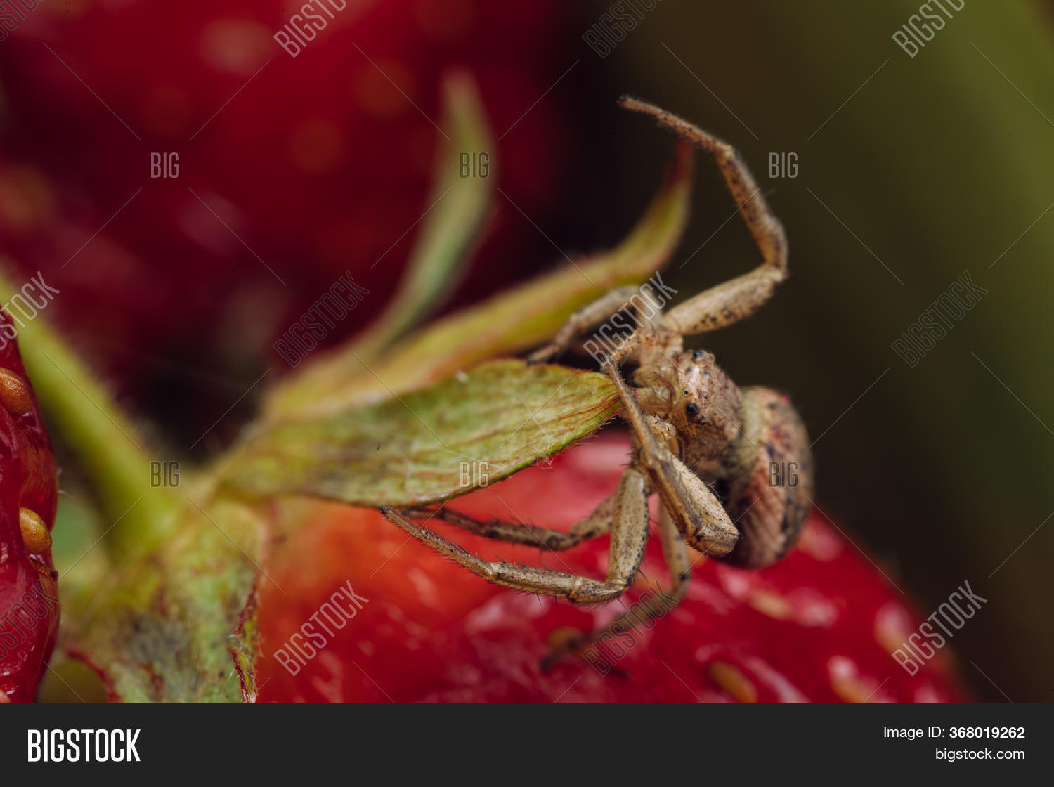 Spider On Strawberry. Image & Photo (Free Trial) | Bigstock