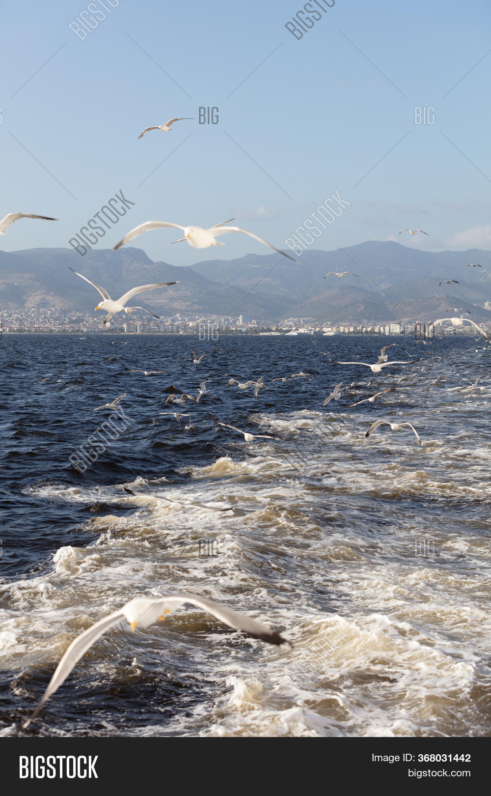 Scenic View Seagulls Image & Photo (Free Trial) | Bigstock