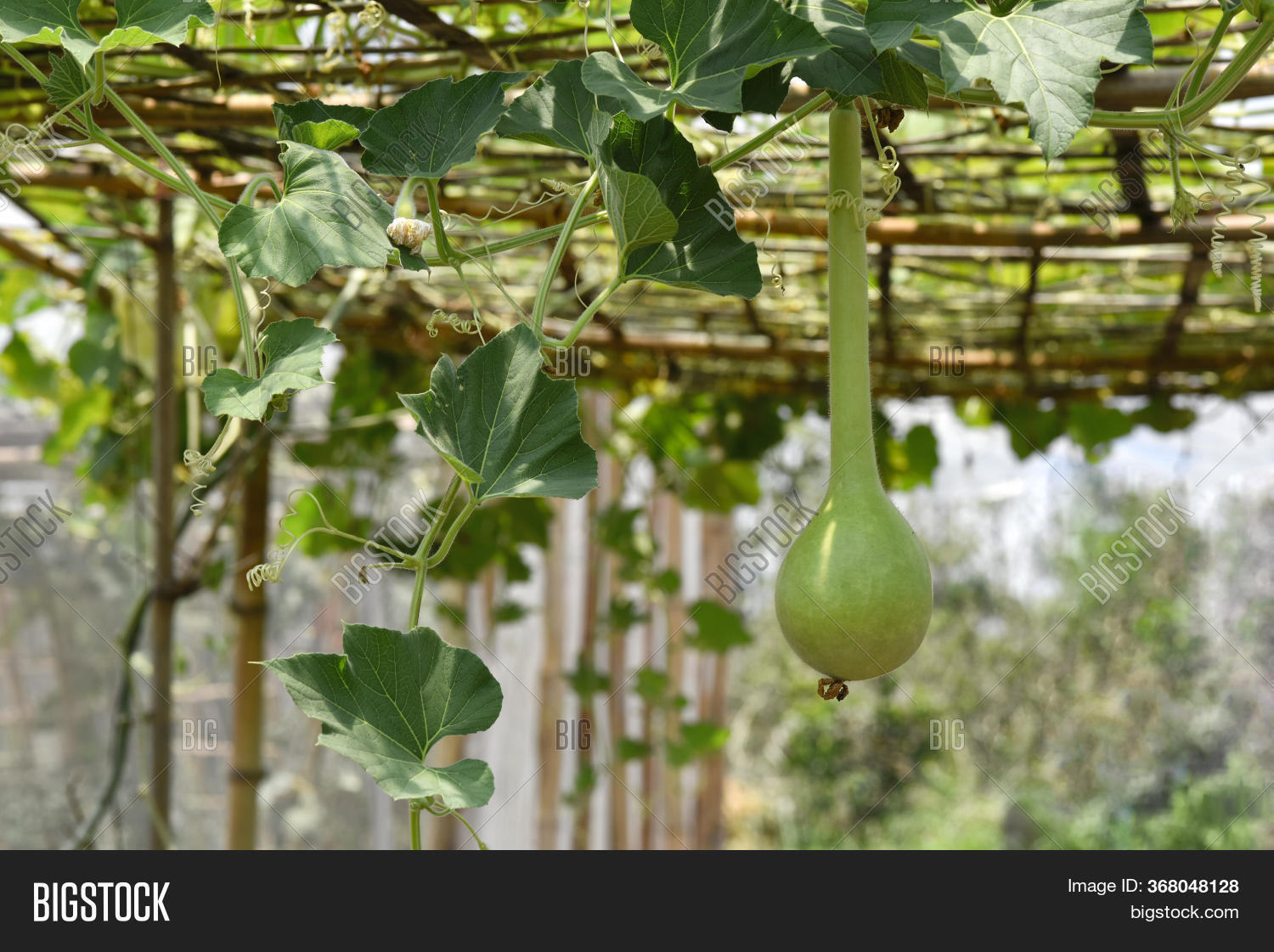 Calabash, Long Gourd, Image & Photo (Free Trial) | Bigstock