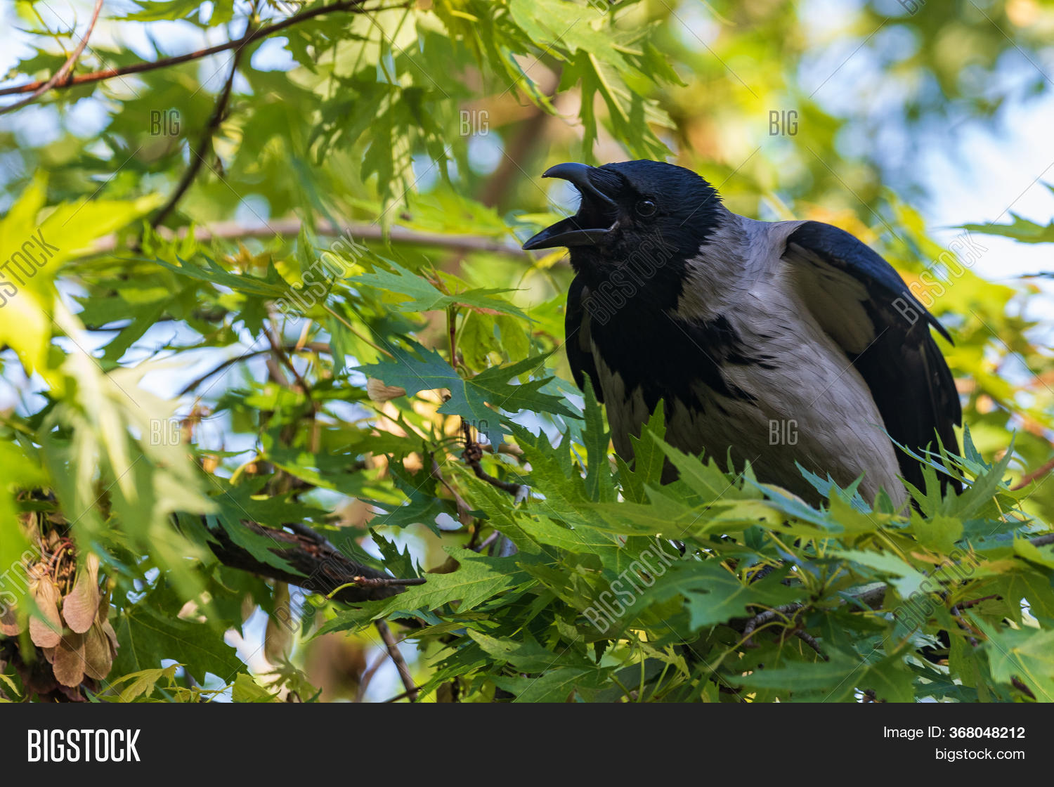 Young Crow Sits On Image & Photo (Free Trial) | Bigstock