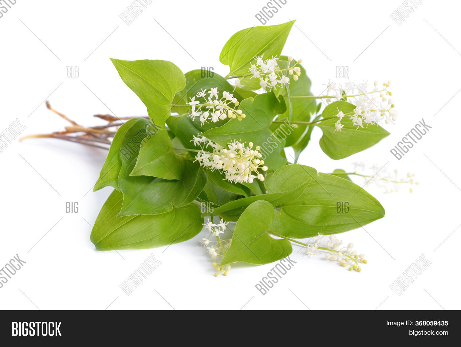 Maianthemum Bifolium, Image & Photo (Free Trial) | Bigstock