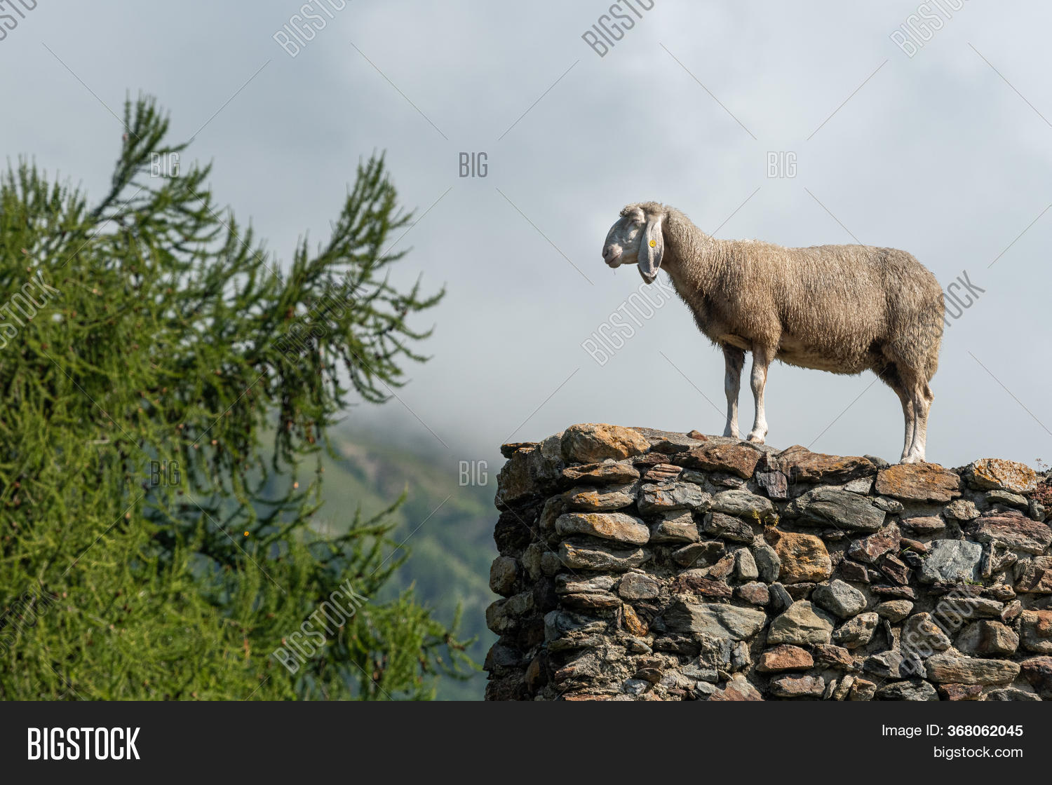 White Sheep Standing Image & Photo (Free Trial) | Bigstock