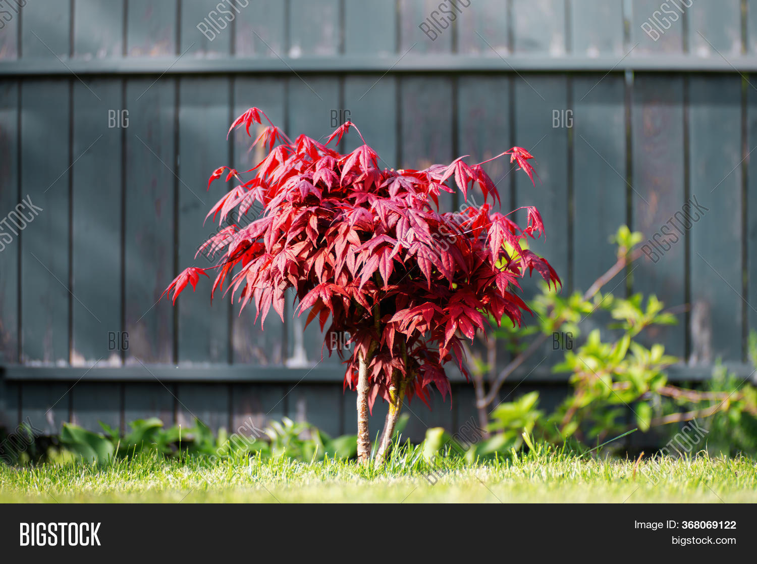 Small Red Maple Tree Image & Photo (Free Trial) | Bigstock