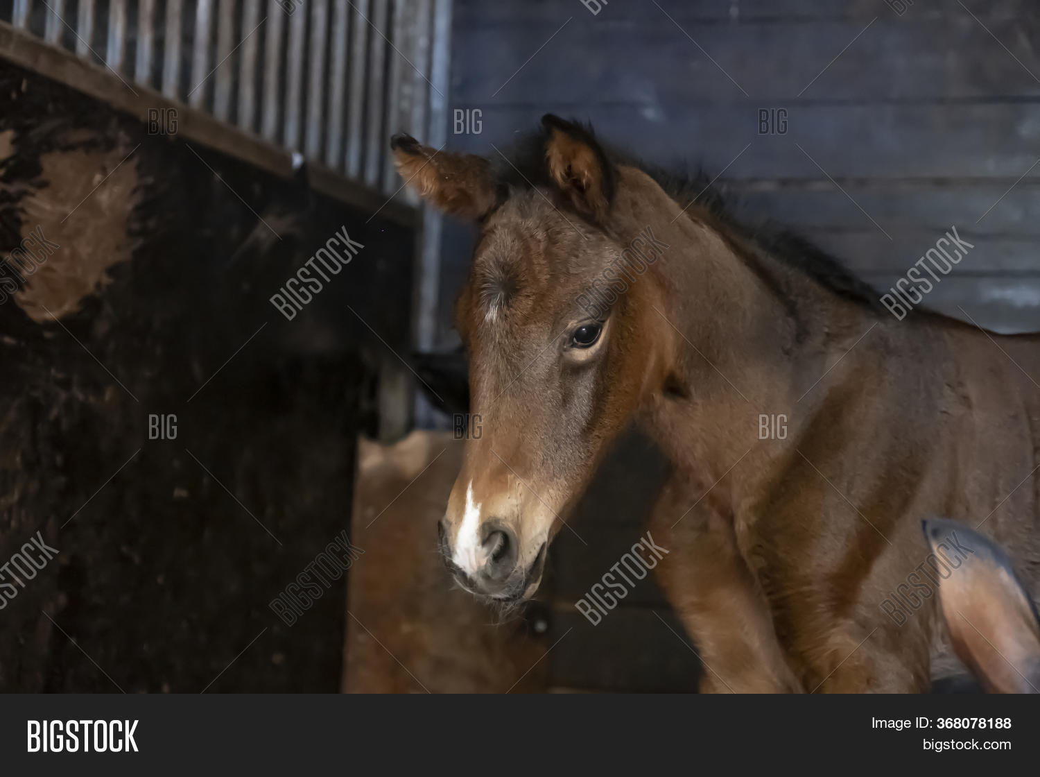 Portrait Brown Filly Image & Photo (Free Trial) | Bigstock