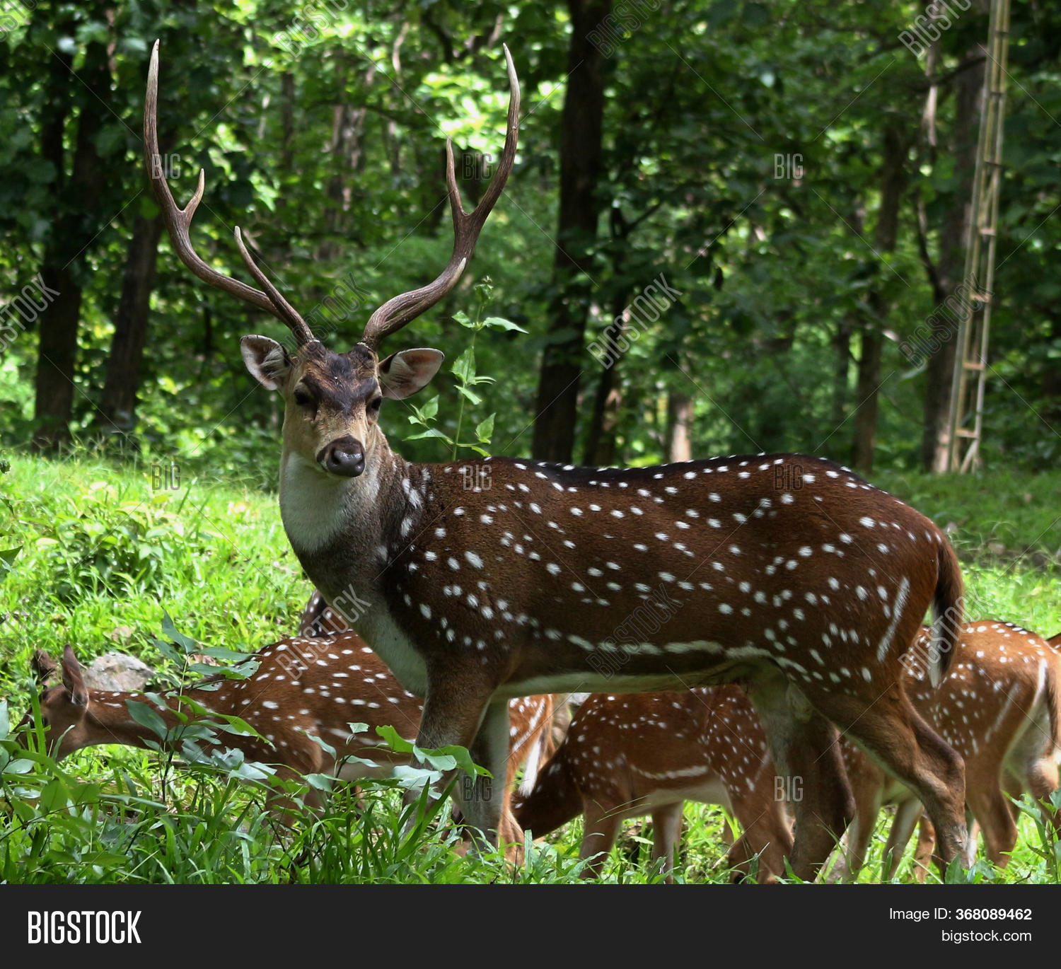 White Dotted Deer Image & Photo (Free Trial) | Bigstock