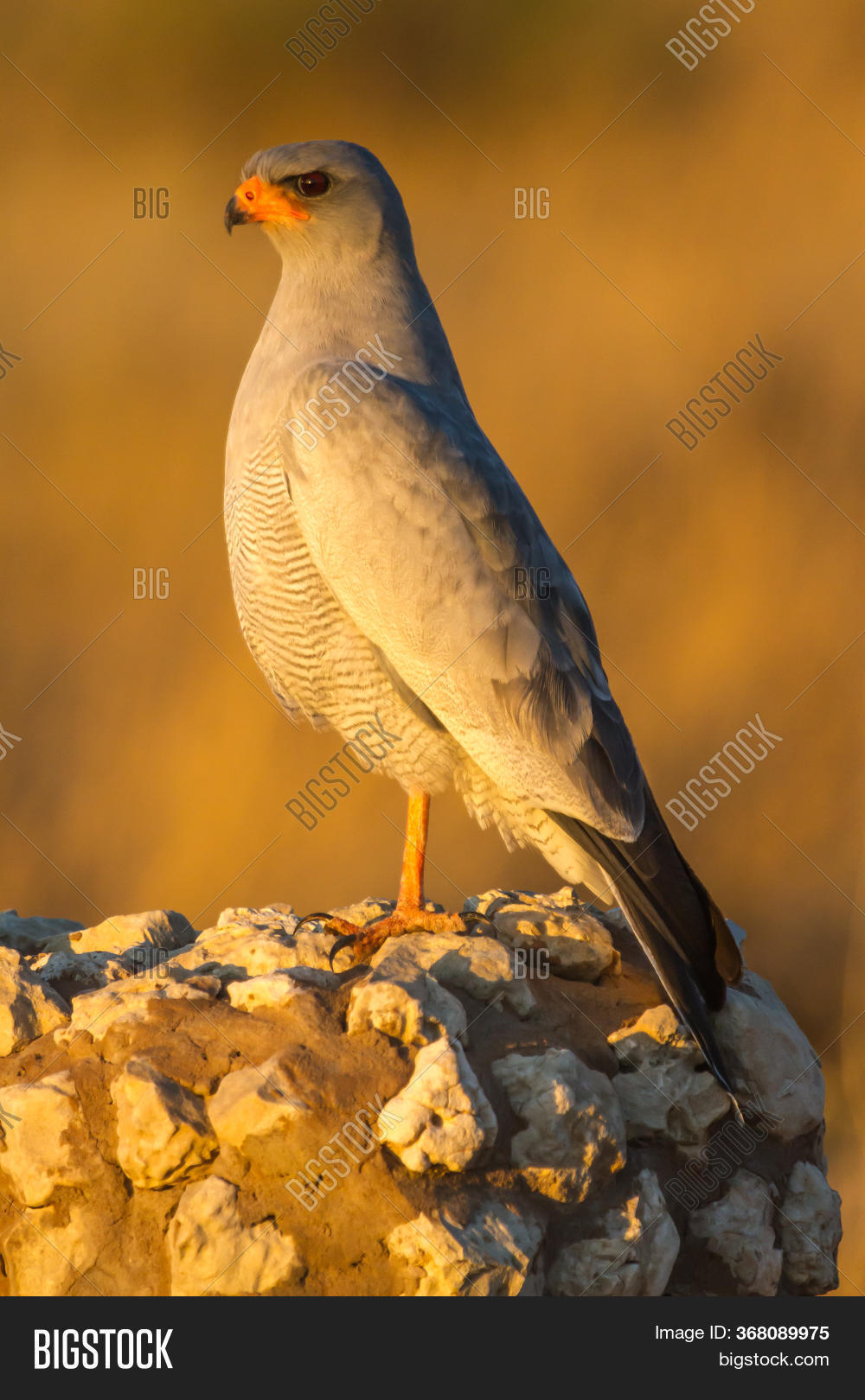 Pale Chanting Goshawk Image & Photo (Free Trial) | Bigstock