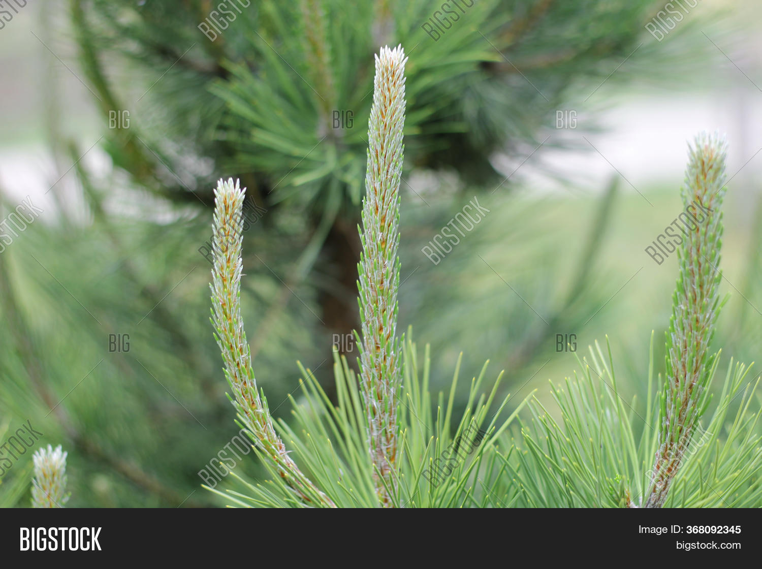 Branch Prickly Tree On Image & Photo (Free Trial) | Bigstock