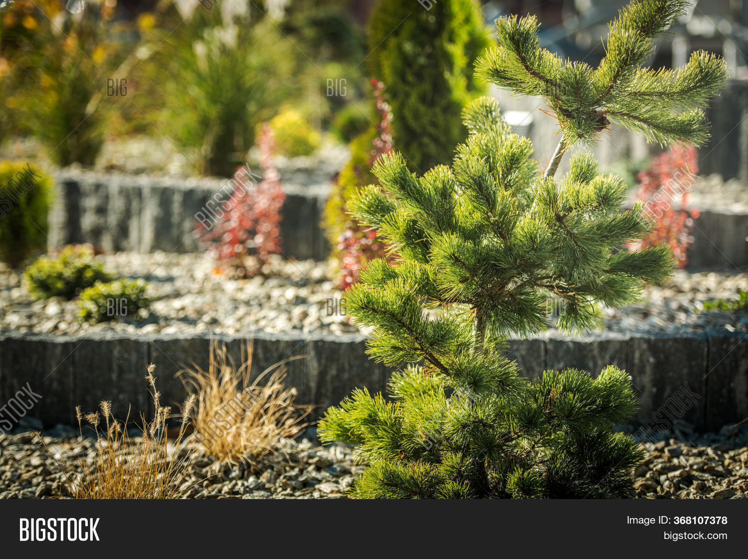Decorative Conifer Image & Photo (Free Trial) | Bigstock