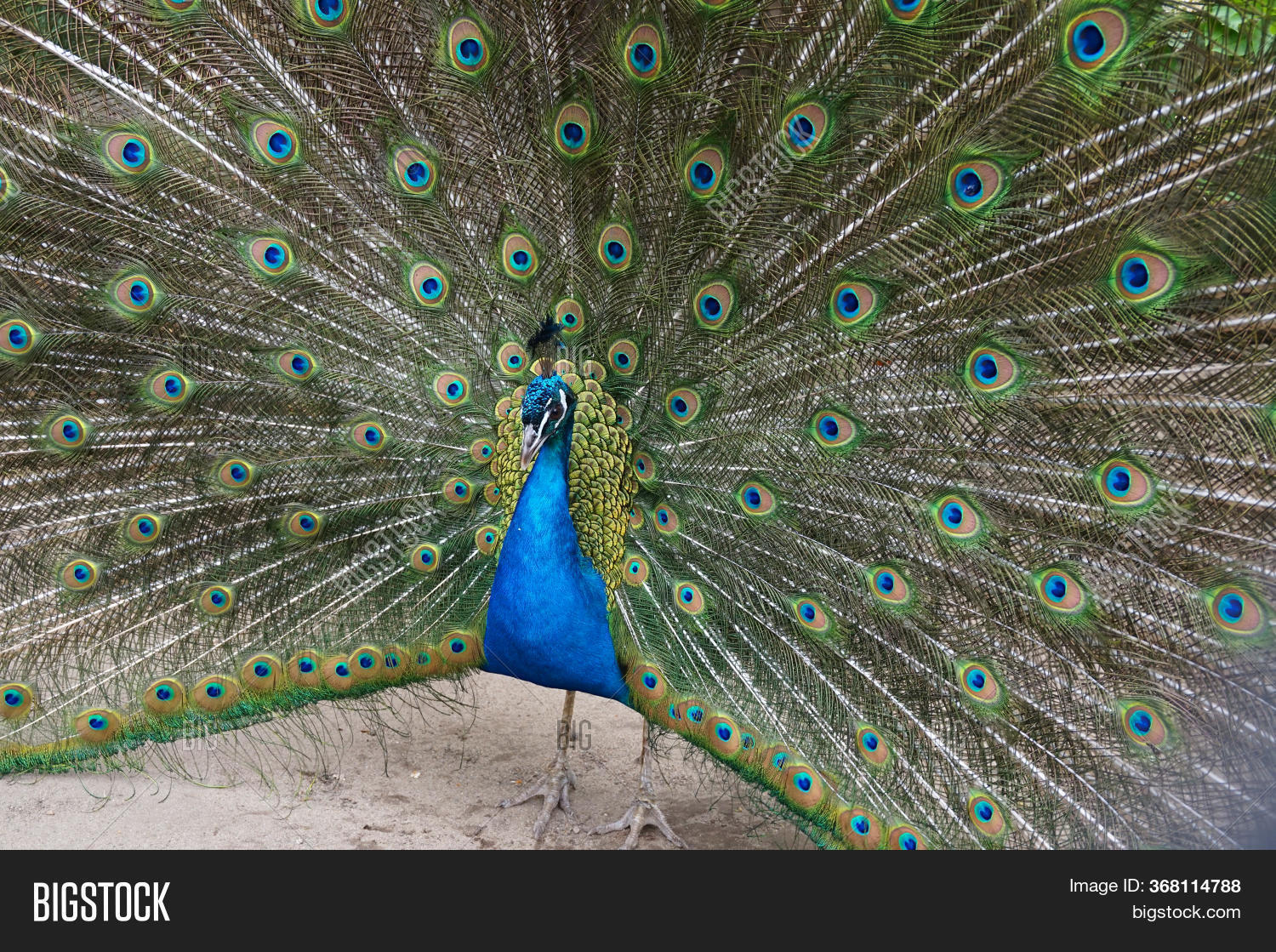 Male Peacocok Bird Image & Photo (Free Trial) | Bigstock