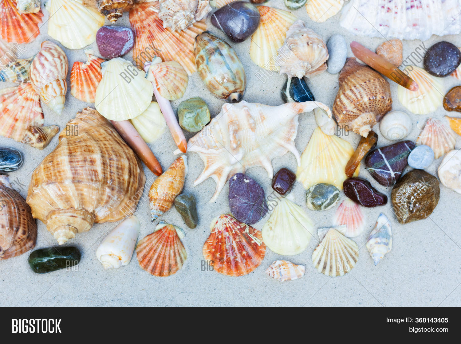 Seashells, Sea Stars, Image & Photo (Free Trial) | Bigstock